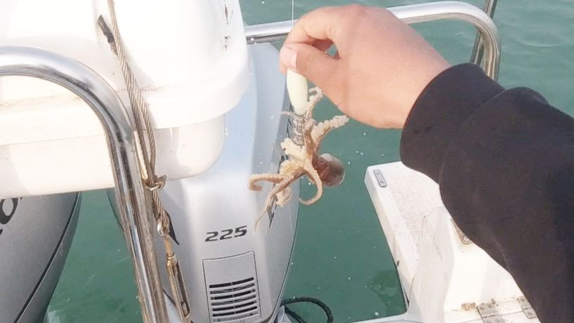 来,看看钓八爪鱼有多简单,八爪鱼有多么傻