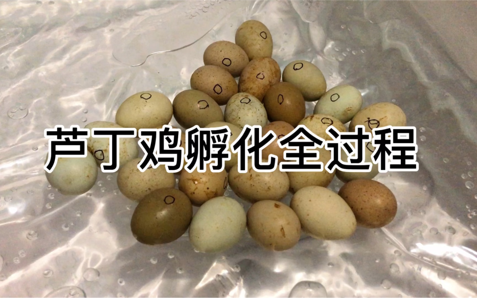 芦丁鸡的孵化过程➕注意事项