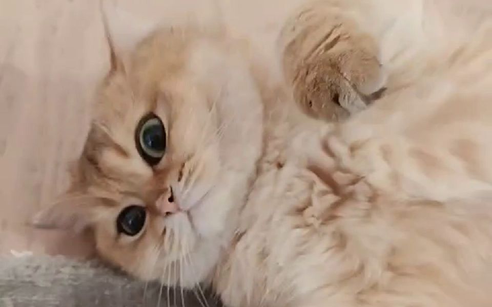 【米洛录播组】04-02 饿肚子的第2天!