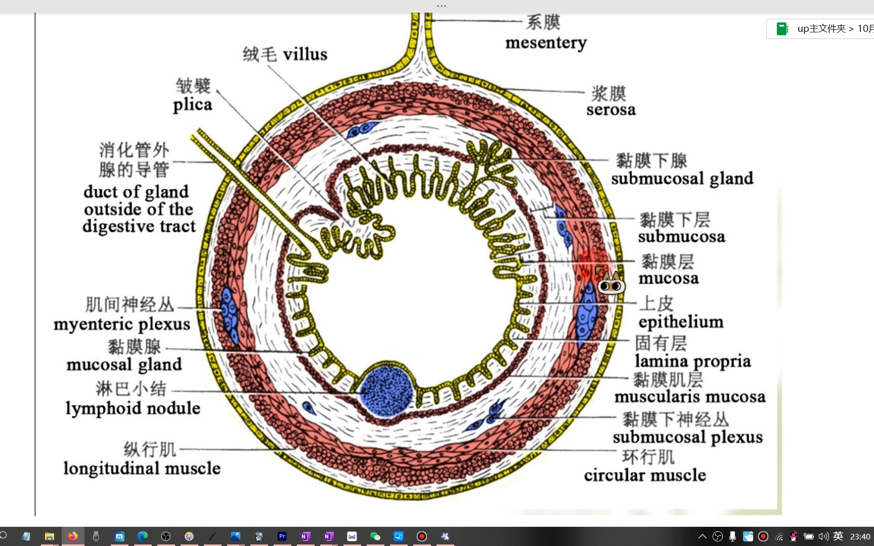 消化管(胃、小肠、大肠)的组织分层