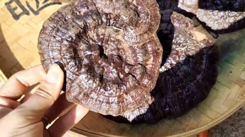 别再浪费野生灵芝!这几种吃法让营养翻倍吸收