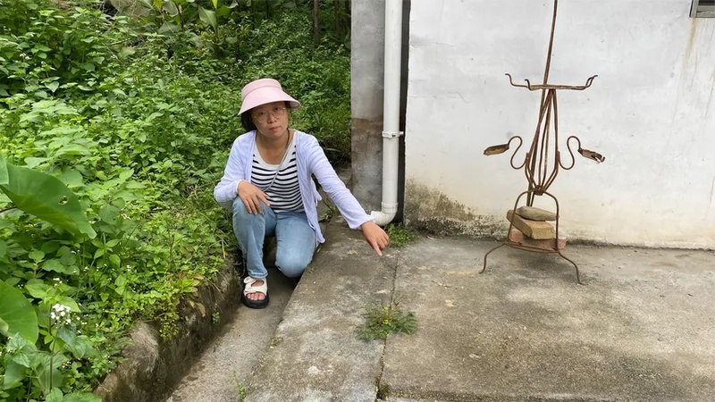 "叶下珠"也叫"龙珠草",很多人外省人没见过,拍给大家看看