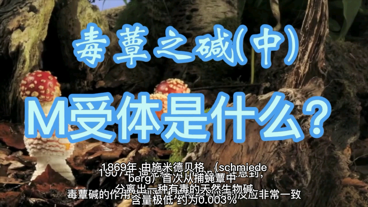 毒蕈之碱(中)——M受体是什么?