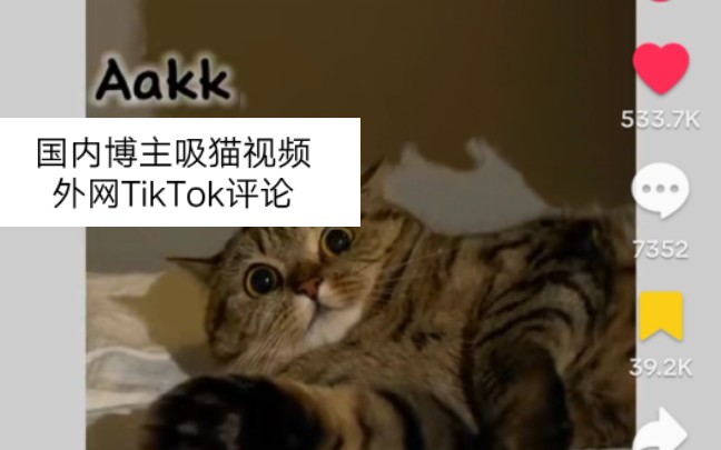 国内博主吸猫视频外网TikTok评论
