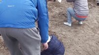 种树