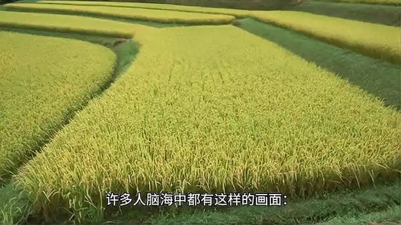 颠覆认知!水稻生长环境大揭秘,旱地也能高产
