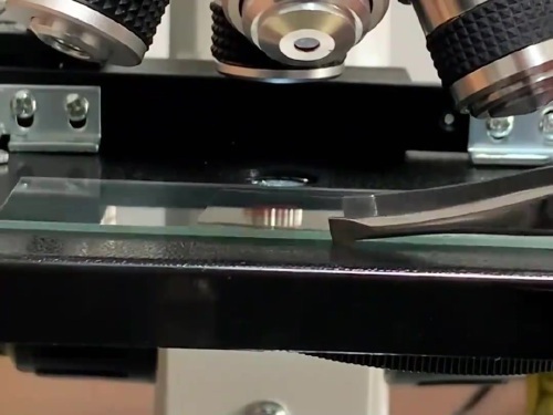 从微观探秘到宏观反思,揭开显微镜里的秘密与奇观