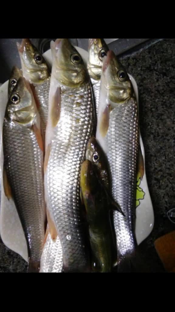 这是昨晚夜钓的,不用任何光源,夜光漂,夜光棒都不用,全靠手握鱼竿靠...