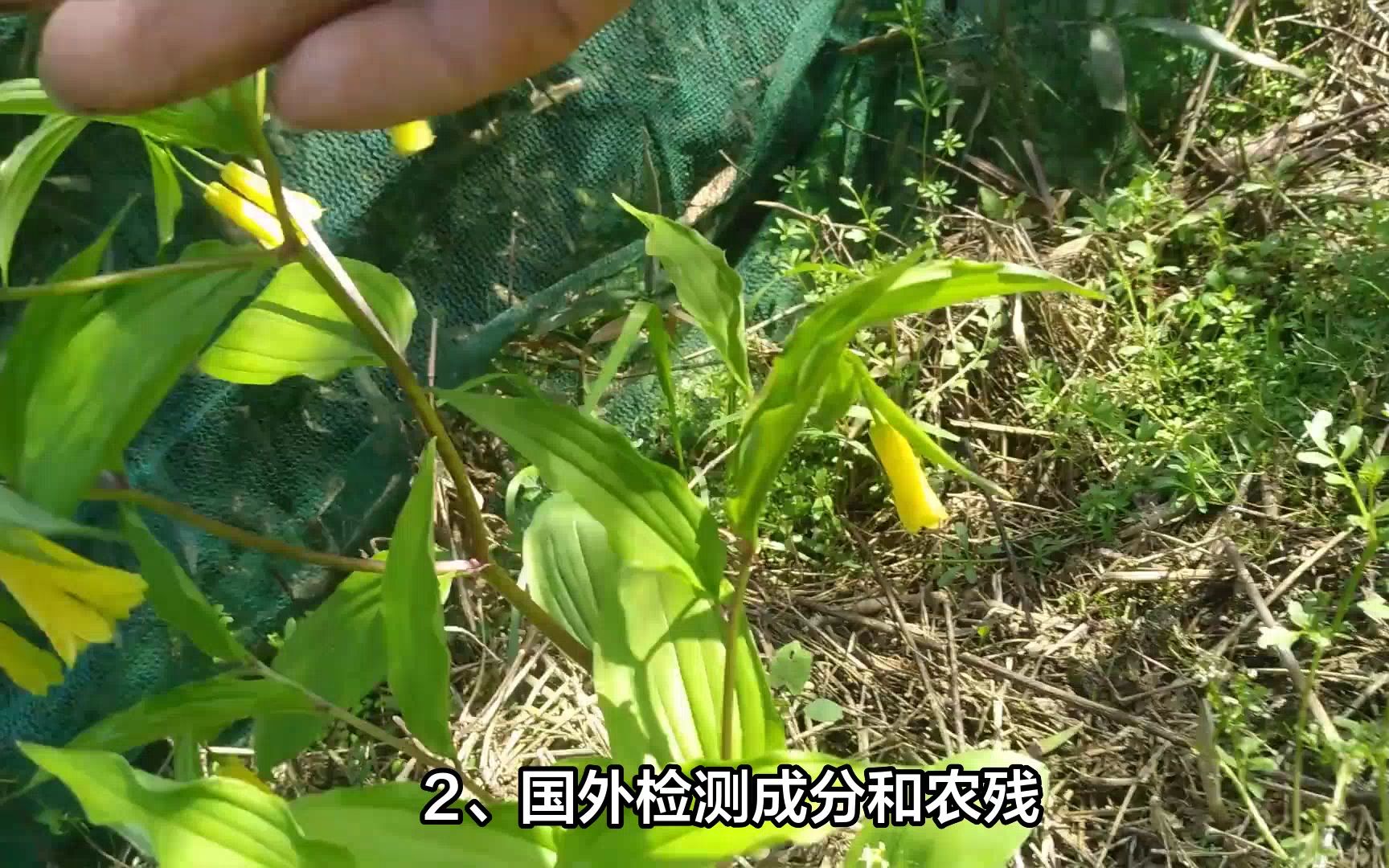 中药材千年健进口清关所需资料及流程介绍你知道哪些!