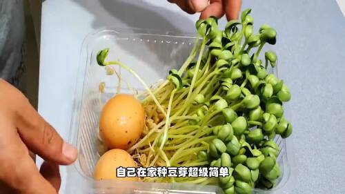 豆芽成长全记录!6天从种子到餐桌,见证生命的奇迹