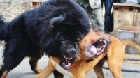 美国比特犬大战中国藏獒,拼尽全力殊死搏斗,结果场面一度失控!