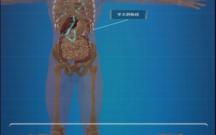 十二经络动态演示