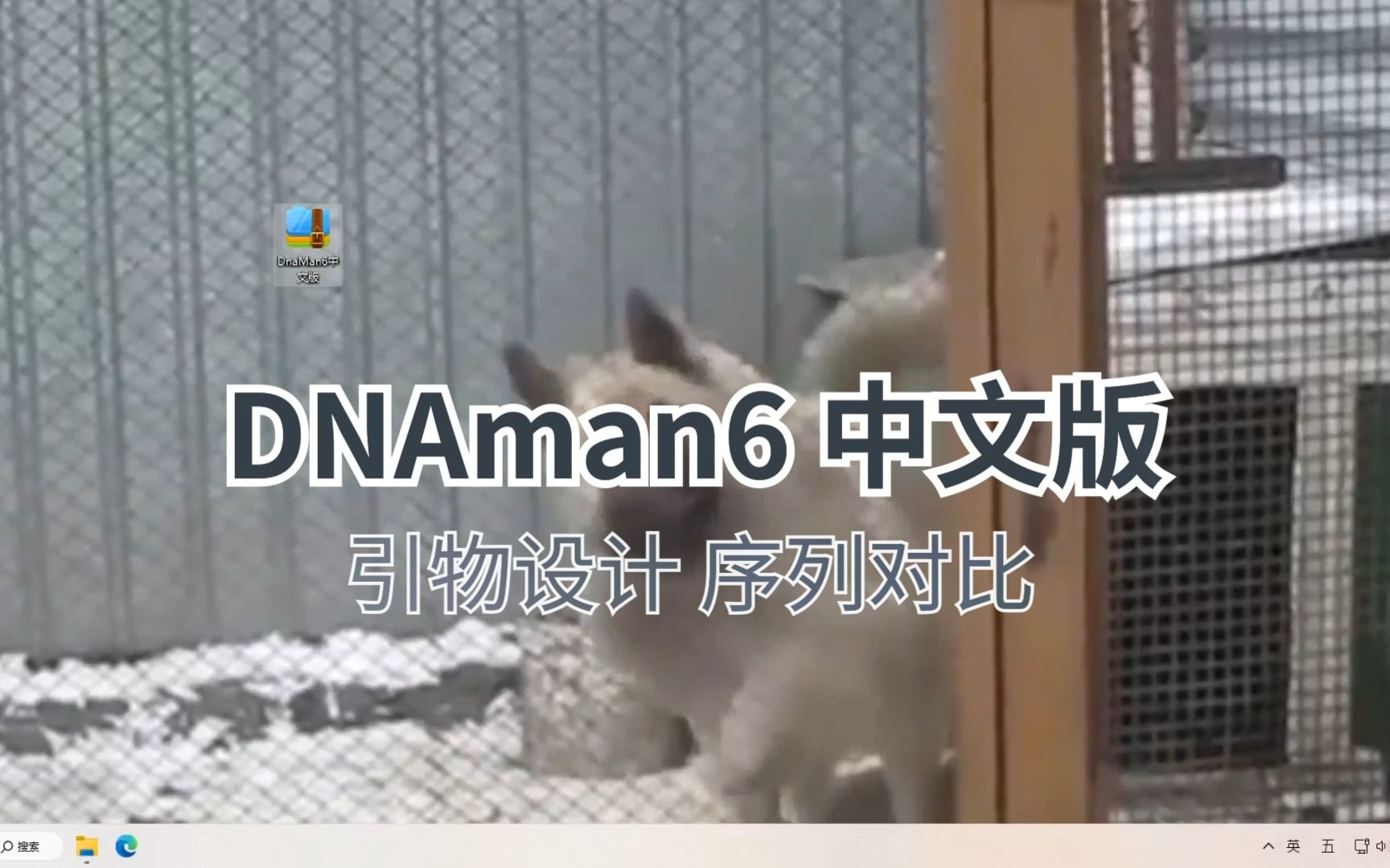 中文版DNAman6引物投计软件安装教程