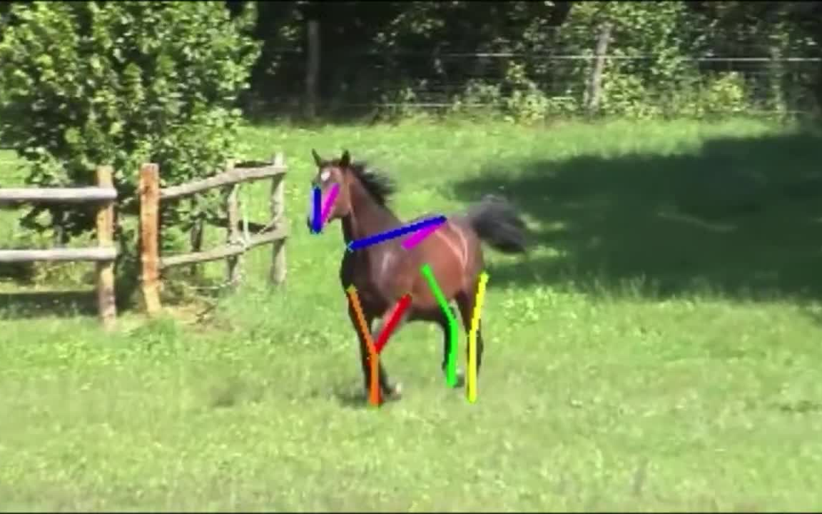 动物姿态估计MDAM