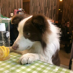 OK小迷弟 
