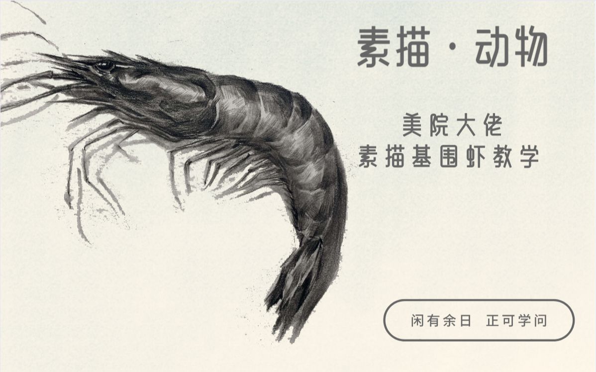 【素描新手联盟】素描动物?(食物)基围虾细节刻画
