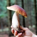 蘑菇志 