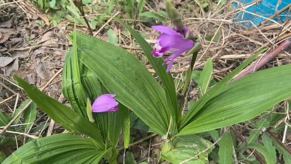 2024年4月16日,我种的白芨开花了