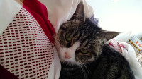 猫咪不喜欢主人,怎么办?