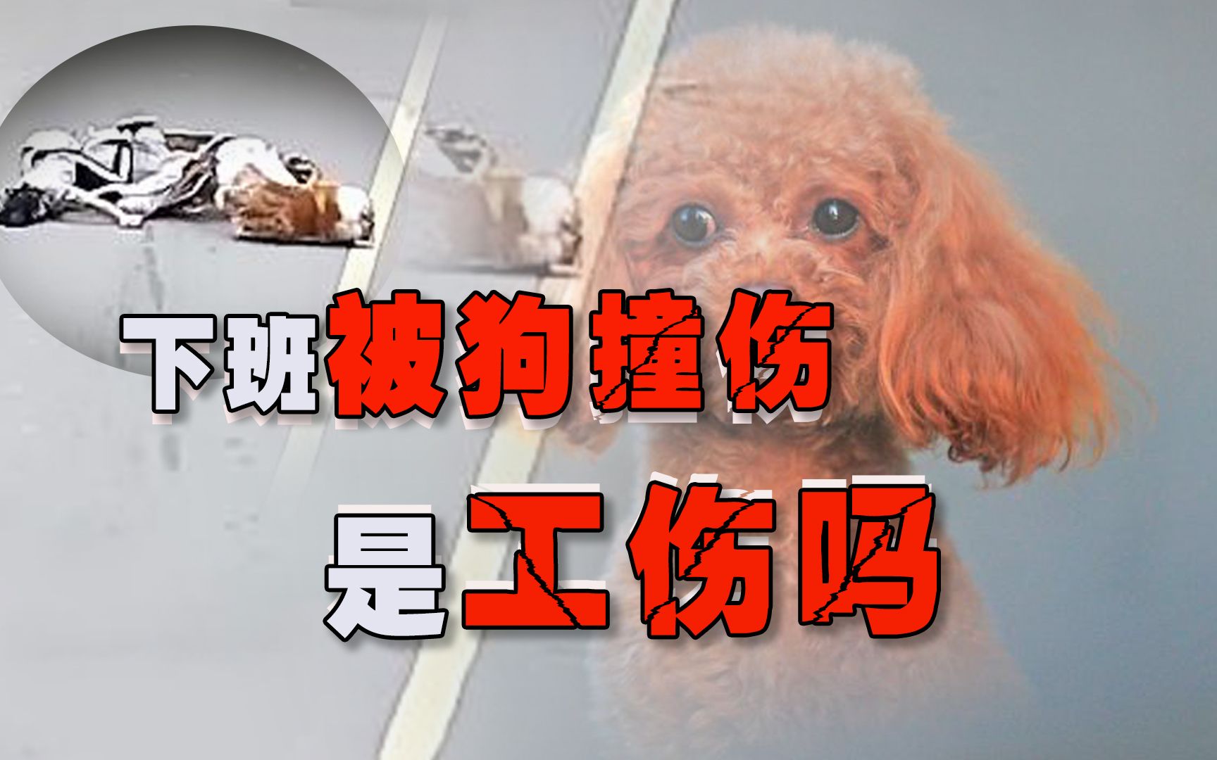女子下班途中被狗撞伤,人社局认定工伤,公司为何坚决不认