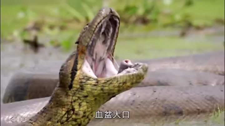 巨蟒有多可怕?连人类都有可能成为猎物,看得头皮发麻