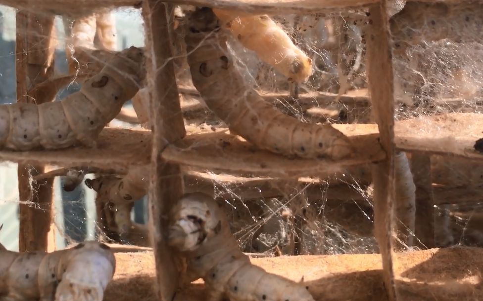 农村的蚕在吐丝,给大家看看蚕身体系统的运作过程,很神奇