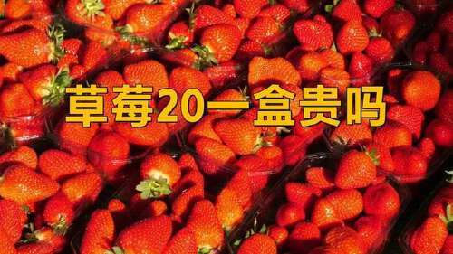 草莓20元一盒是抢钱吗?揭秘水果店不敢说的价格真相!