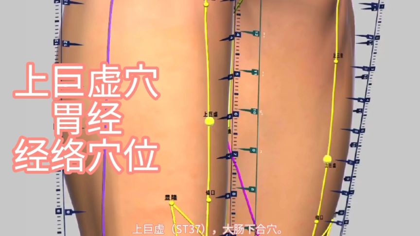 上巨虚穴_胃经_经络穴位