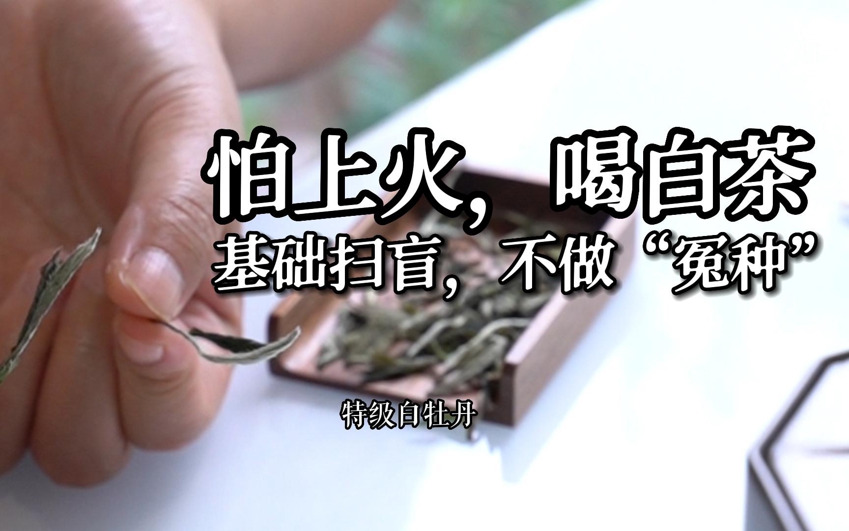 白茶极简入门知识—白茶分类、冲泡及推荐