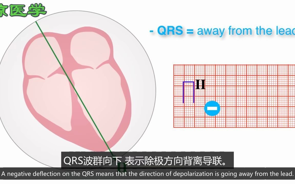 【双语】心电图入门教程(二)基本电生理原则