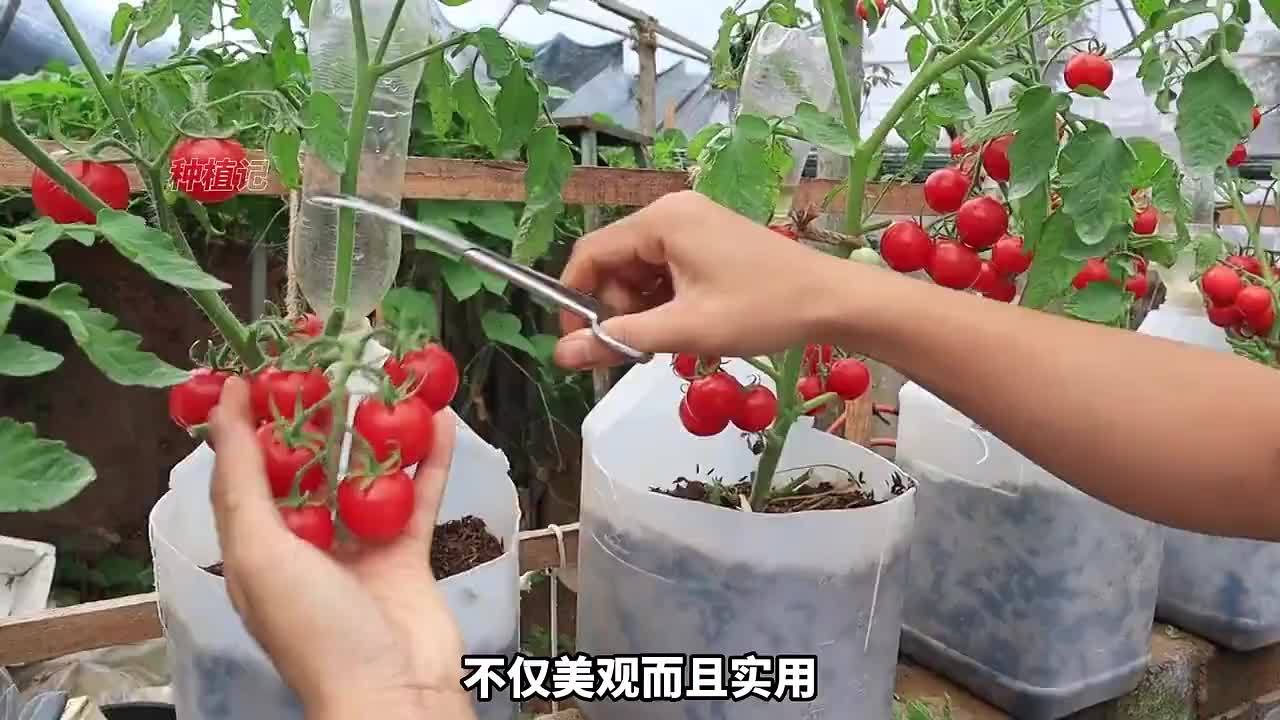...种植小番茄的好方法,种一次持续收获,新手也能种好 #家庭种植 #盆栽 ...