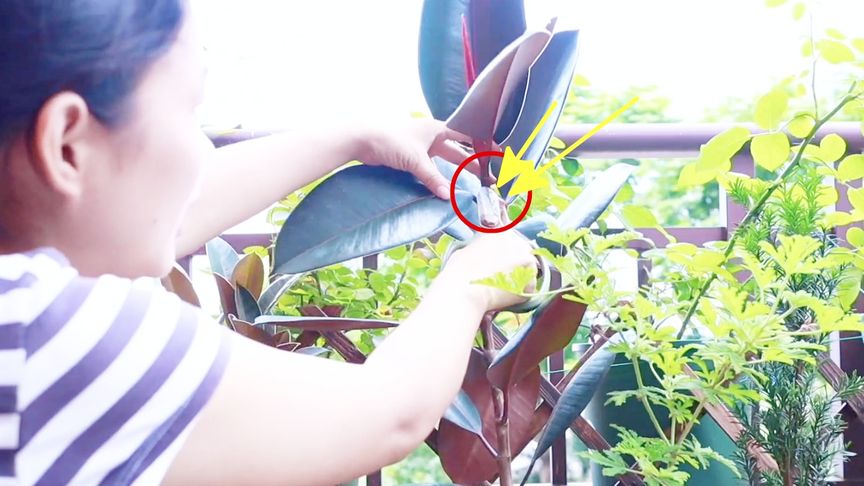 橡皮树怎么养,只需要2样东西,一支变多枝,侧芽呼呼冒!
