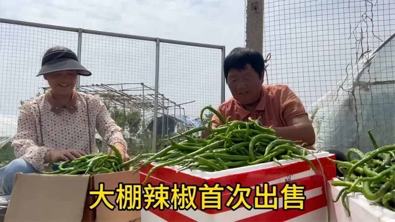 大棚辣椒长势喜人,今天摘几筐送超市,品相好个顶个,卖个好价钱