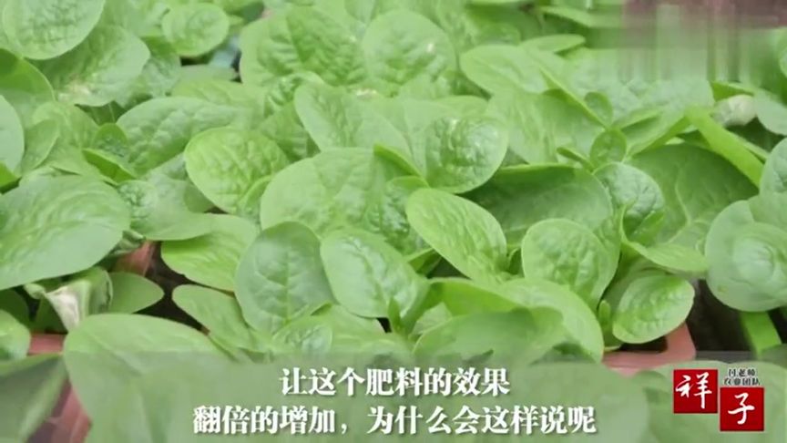 农民打药加上尿素,原来还有这效果,以后要省不少钱