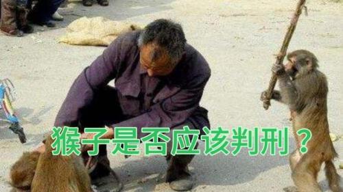 如果你是审判官,这个猴子该定什么罪名?