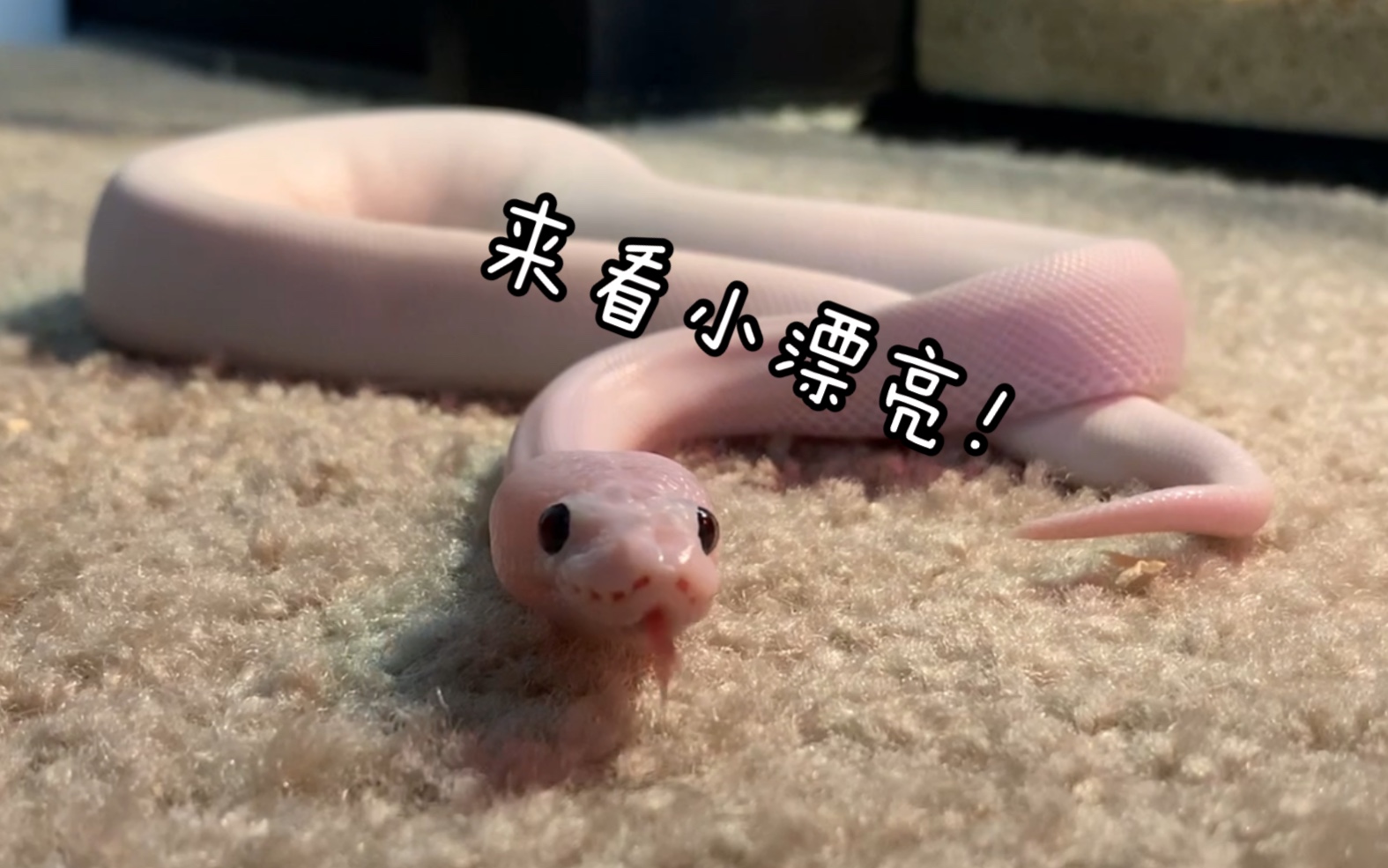 快来快来吸我家部分小可爱小漂亮们,球蟒 犀牛鬣蜥这些国内牢底坐穿...