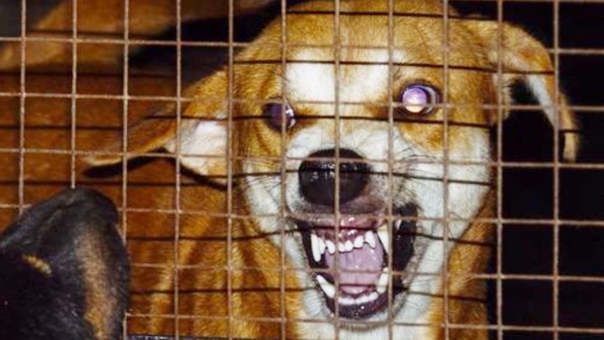 你了解狂犬病吗?被狗咬了一口,被猫抓了一道,人就会得狂犬病?