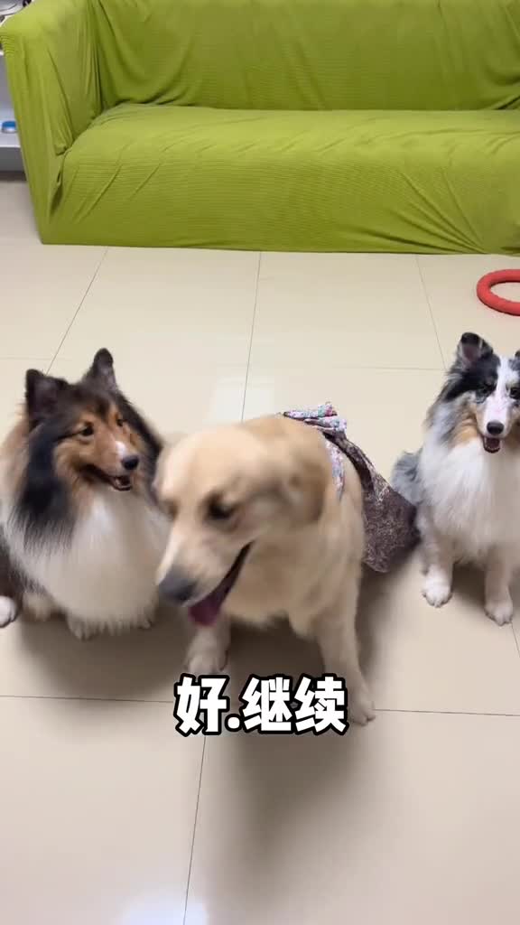真的太好玩了,一定要和自己家狗狗玩这个游戏,提升和狗狗的互动关系