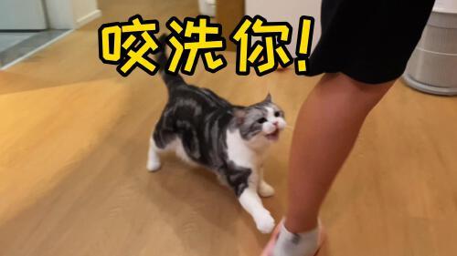 猫毛对猫有多重要?肚子上的毛被剃了,猫直接恼羞成怒!