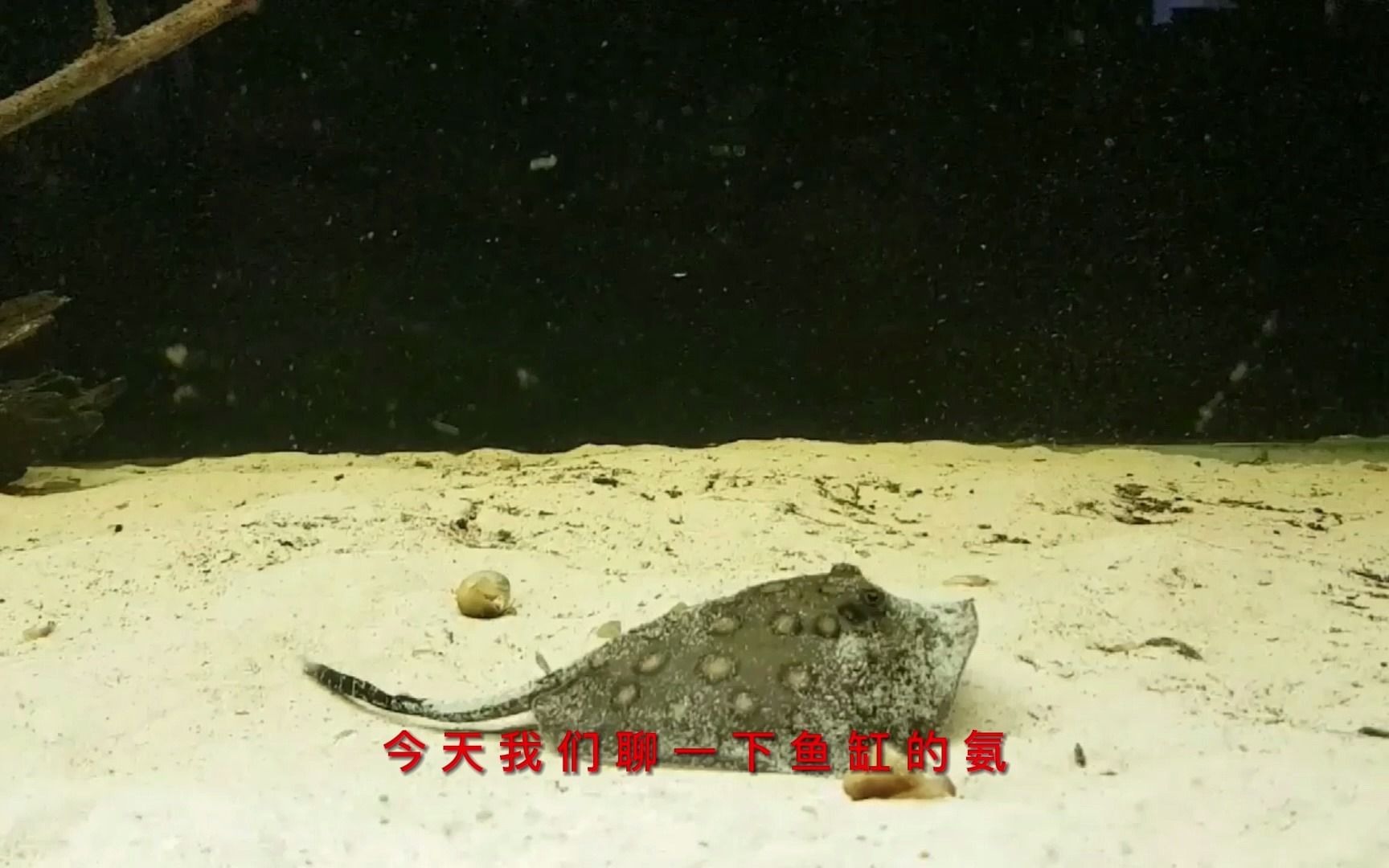 鱼缸氨氮怎么产生的,鱼缸氨氮超标的处理方法,鱼缸氨氮超标怎么办(1)