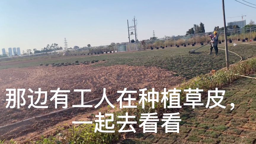 看人家是怎么种植草皮的