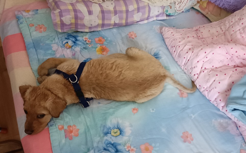 趁我在洗手间,狗子偷偷跑到我床上,特别享受,躺着一动不动,气晕我