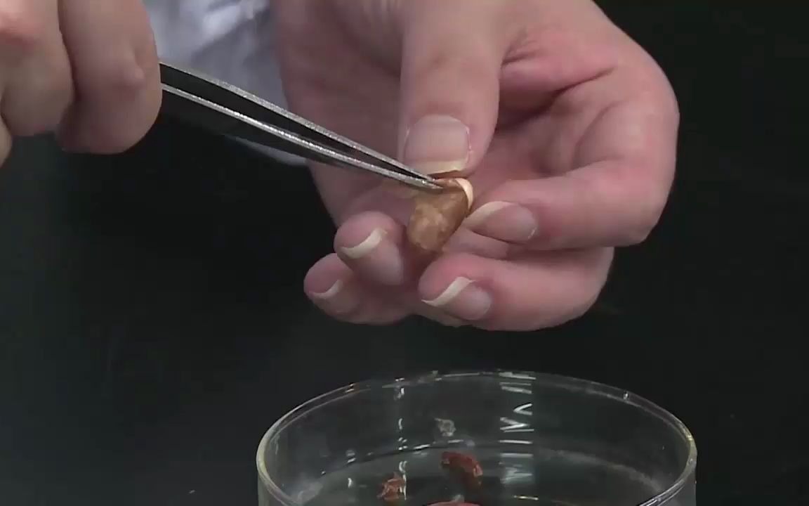 56观察菜豆和玉米种子的结构