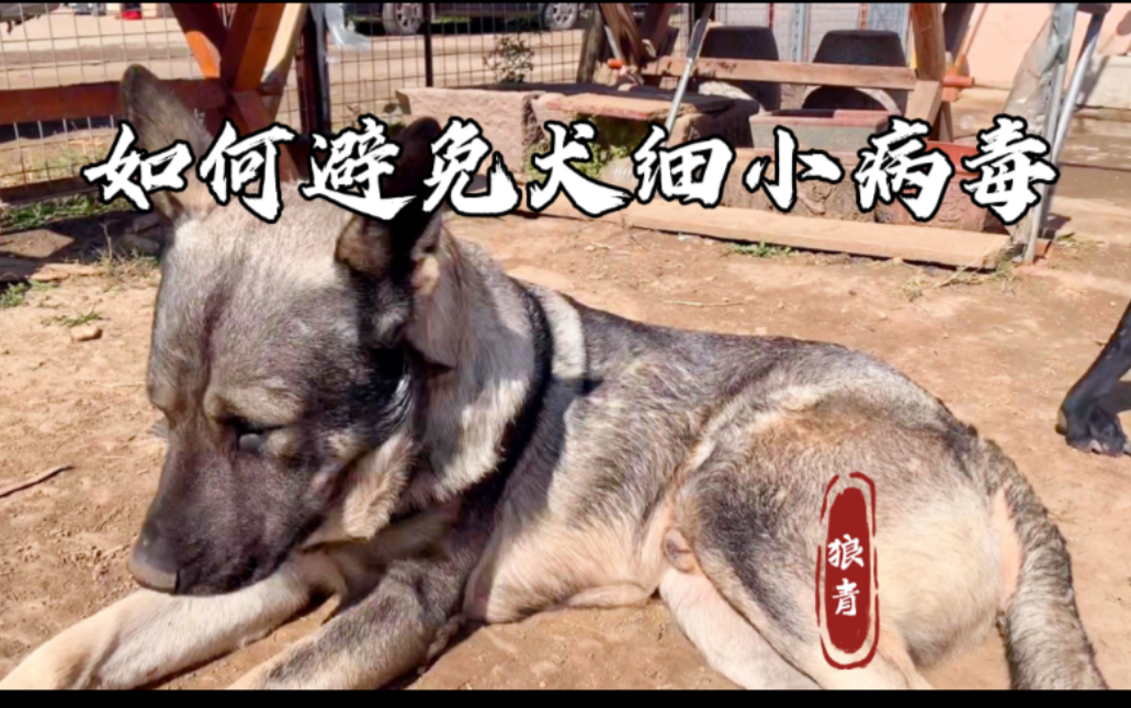 细小病毒致死率极高!该如何避免犬细小病毒?你知道么?