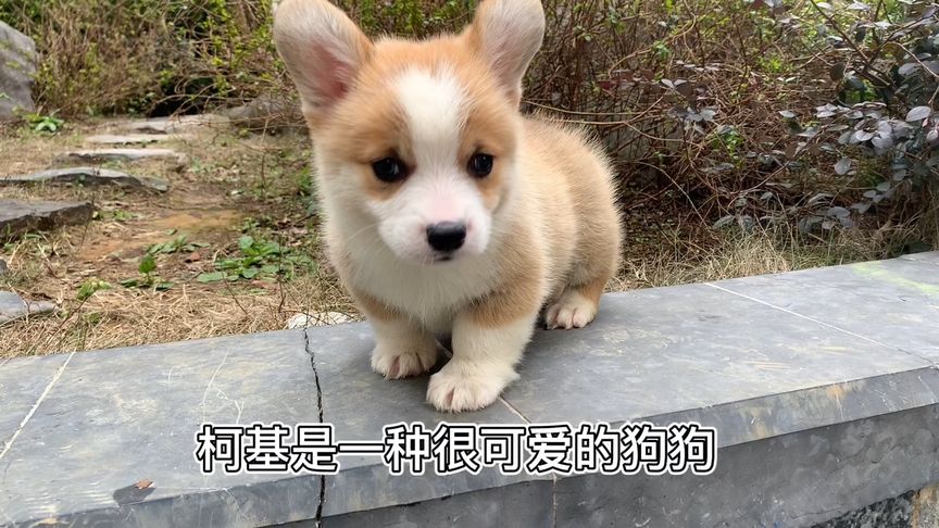 柯基介绍,柯基犬,自己家的柯基犬