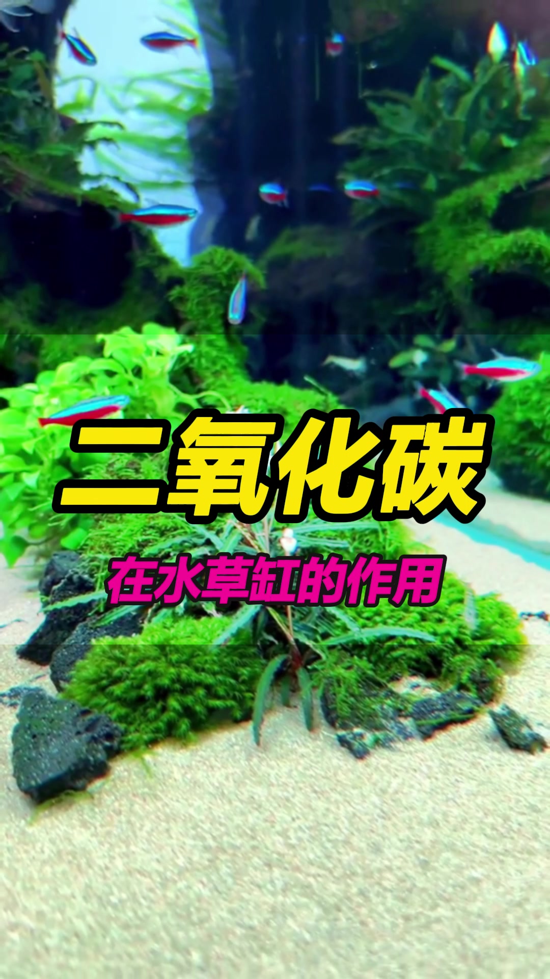 二氧化碳在水草缸的作用是什么,是不是所有的草缸都要买二氧化碳 #...