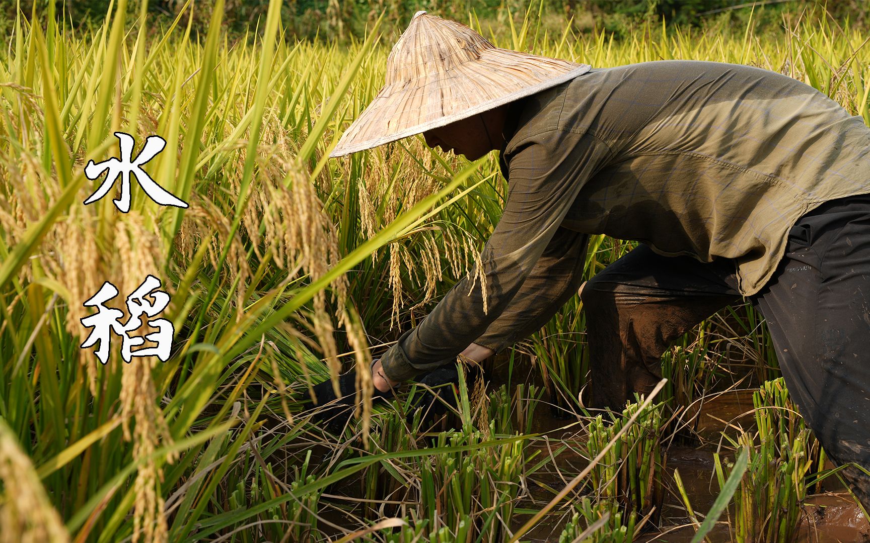 历时八个月,记录水稻的一生