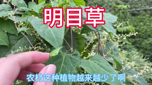 农村珍贵稀少的何首乌,老人又称为"明目草",还有很多人不认识