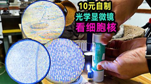 在家制作光学显微镜,成功观察到小蝌蚪