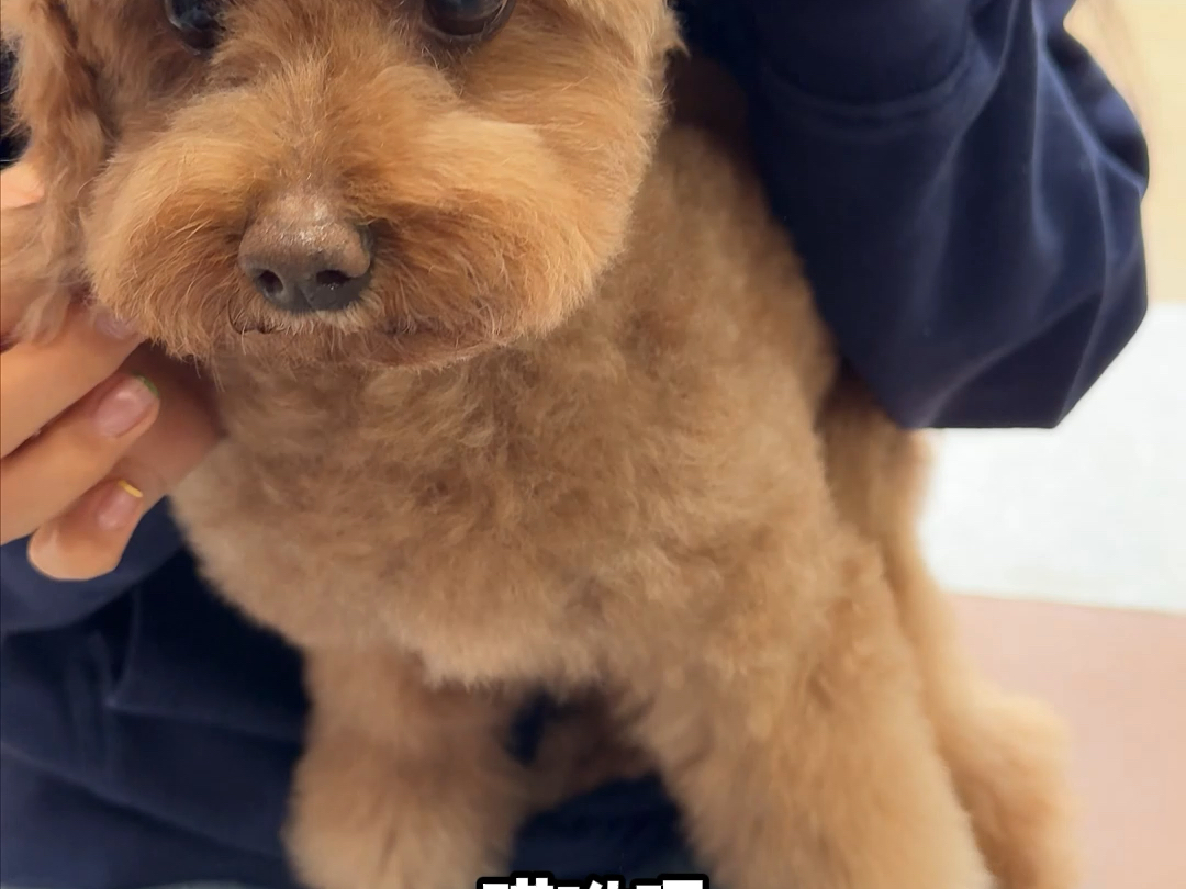 带着10只宠物去宠物店洗澡～#狗狗 #萌宠 #迷惑行为大赏